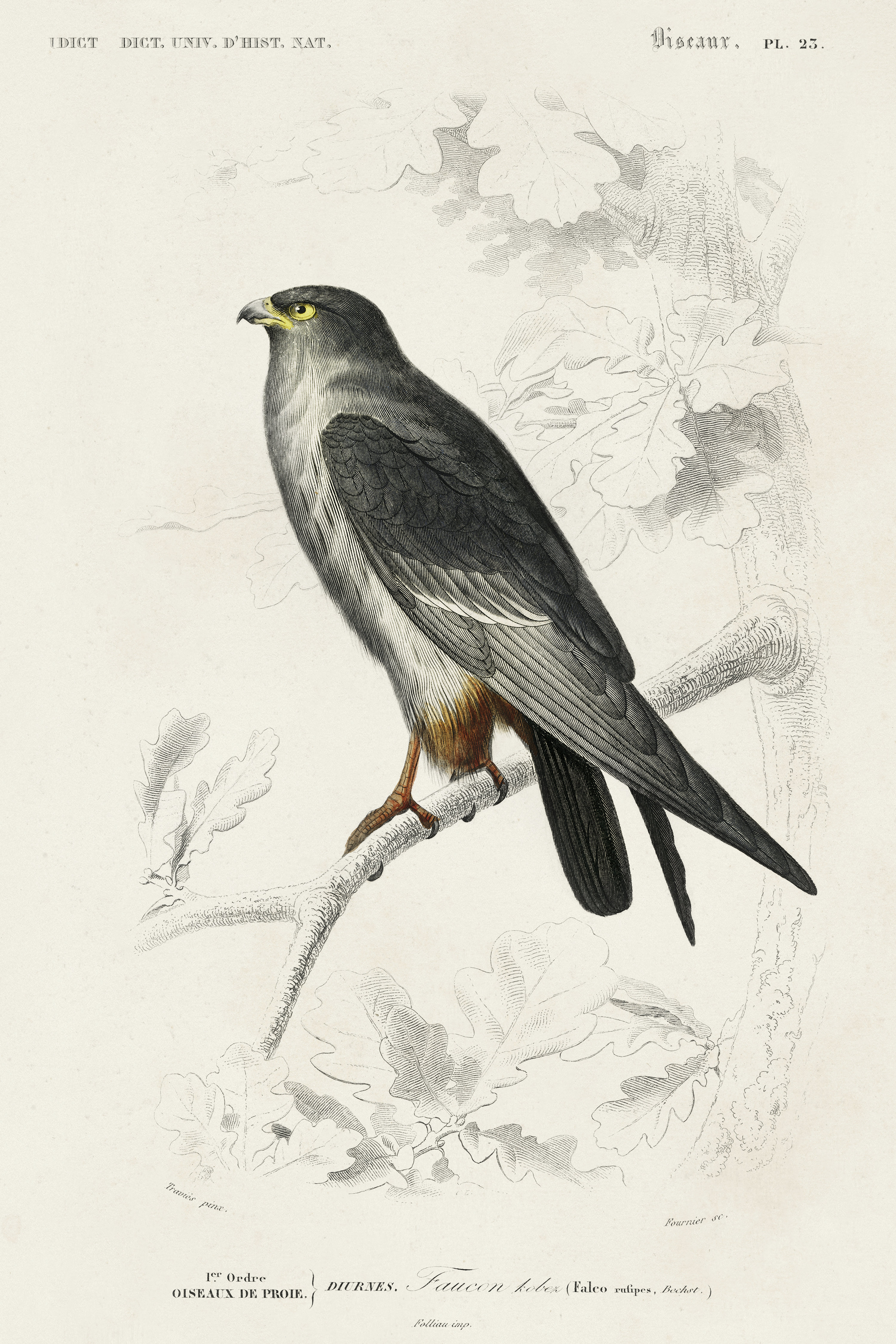 Winston Porter D'orbigny Raptor II - Wayfair Canada