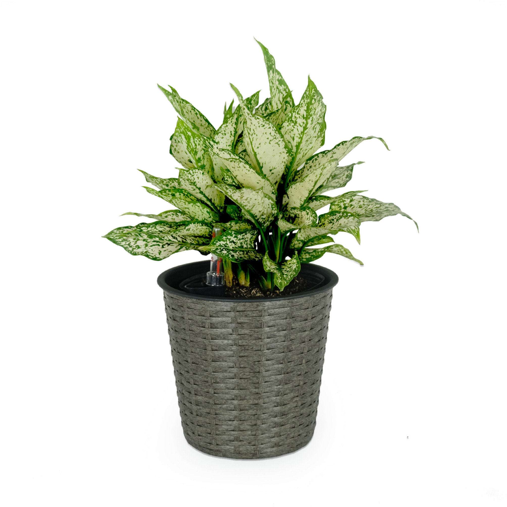 Arlmont & Co. Exquisite Hand-Woven Wicker Planter With Self-Watering ...