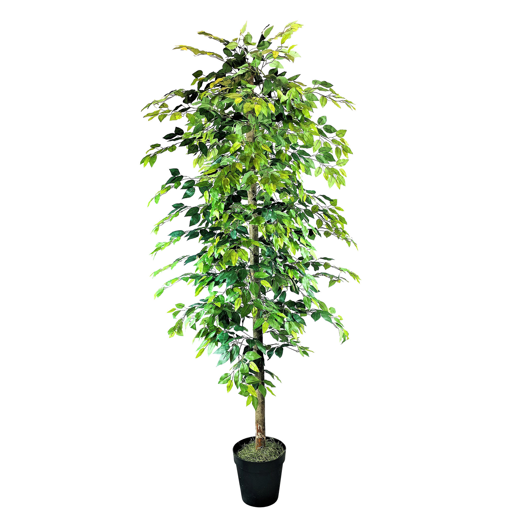 Latitude Run® 8 Foot Ficus Tree in Plastic Pot | Wayfair