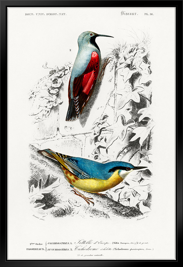 ATX Art Group LLC Natural History - Different Types Of Birds 31 by ...