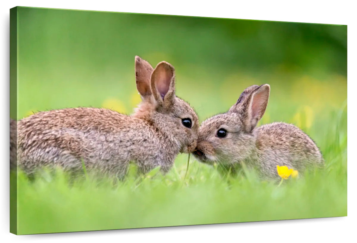 Ebern Designs Brampt Kissing Rabbits | Wayfair