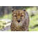 17 Stories Cheetah Portrait by Ben Landy - Wrapped Canvas Print ...
