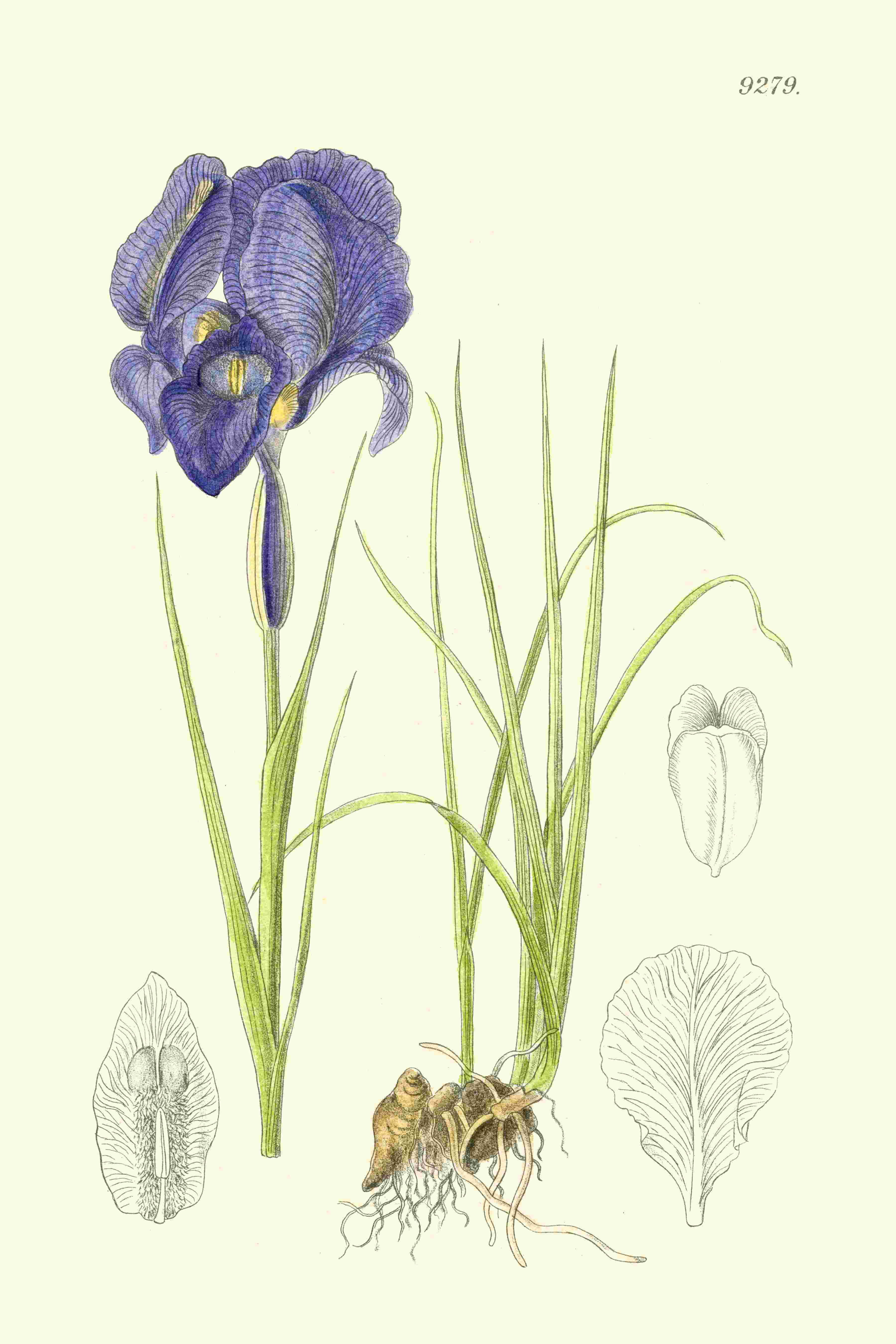 Red Barrel Studio® Spring Bounty I | Wayfair