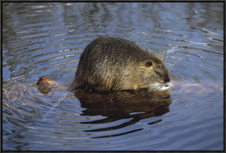East Urban Home 'Nutria Standing on Log' Framed Photographic Print on ...