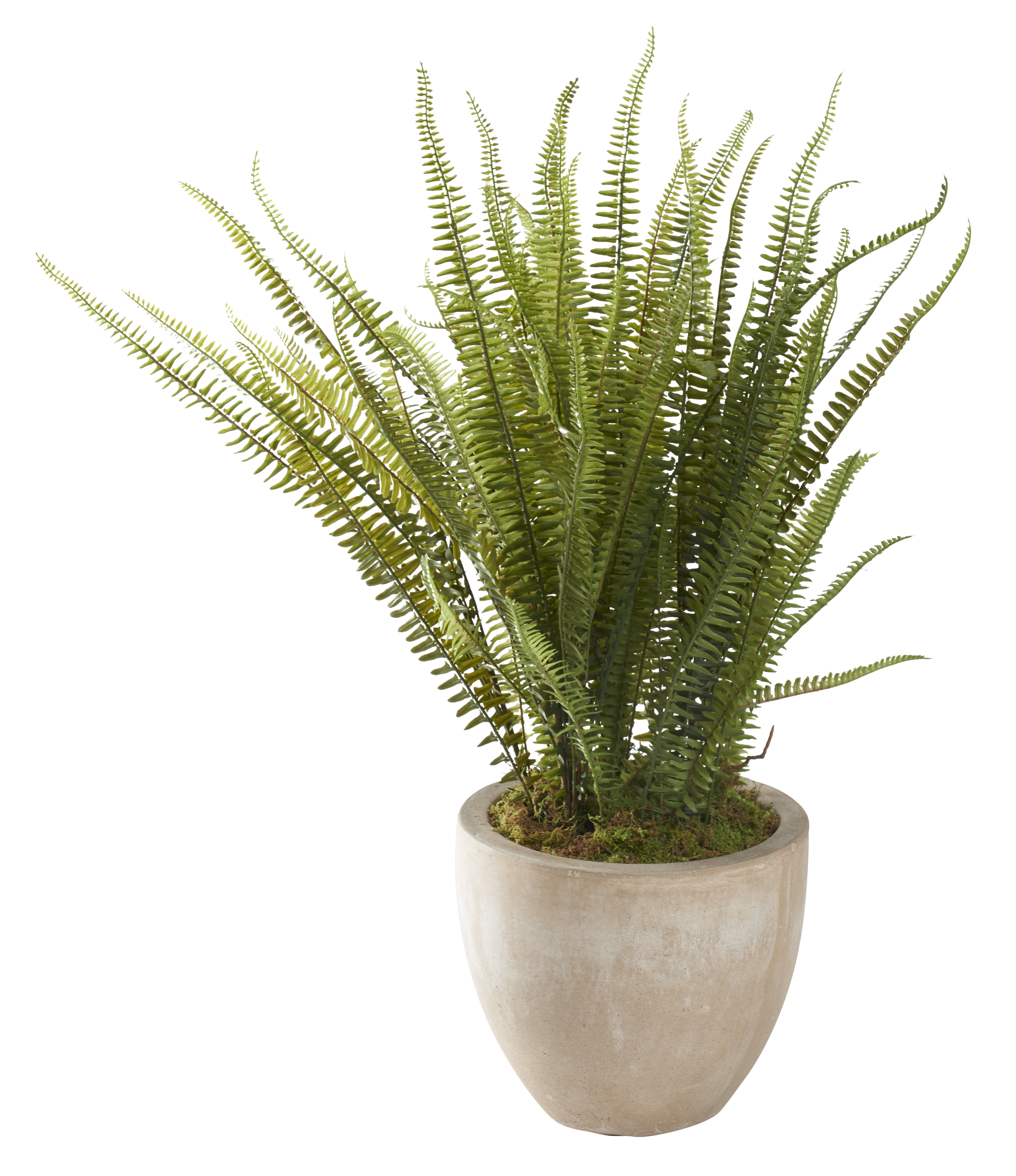 Primrue Boston Fern In Round Resin Planter | Wayfair