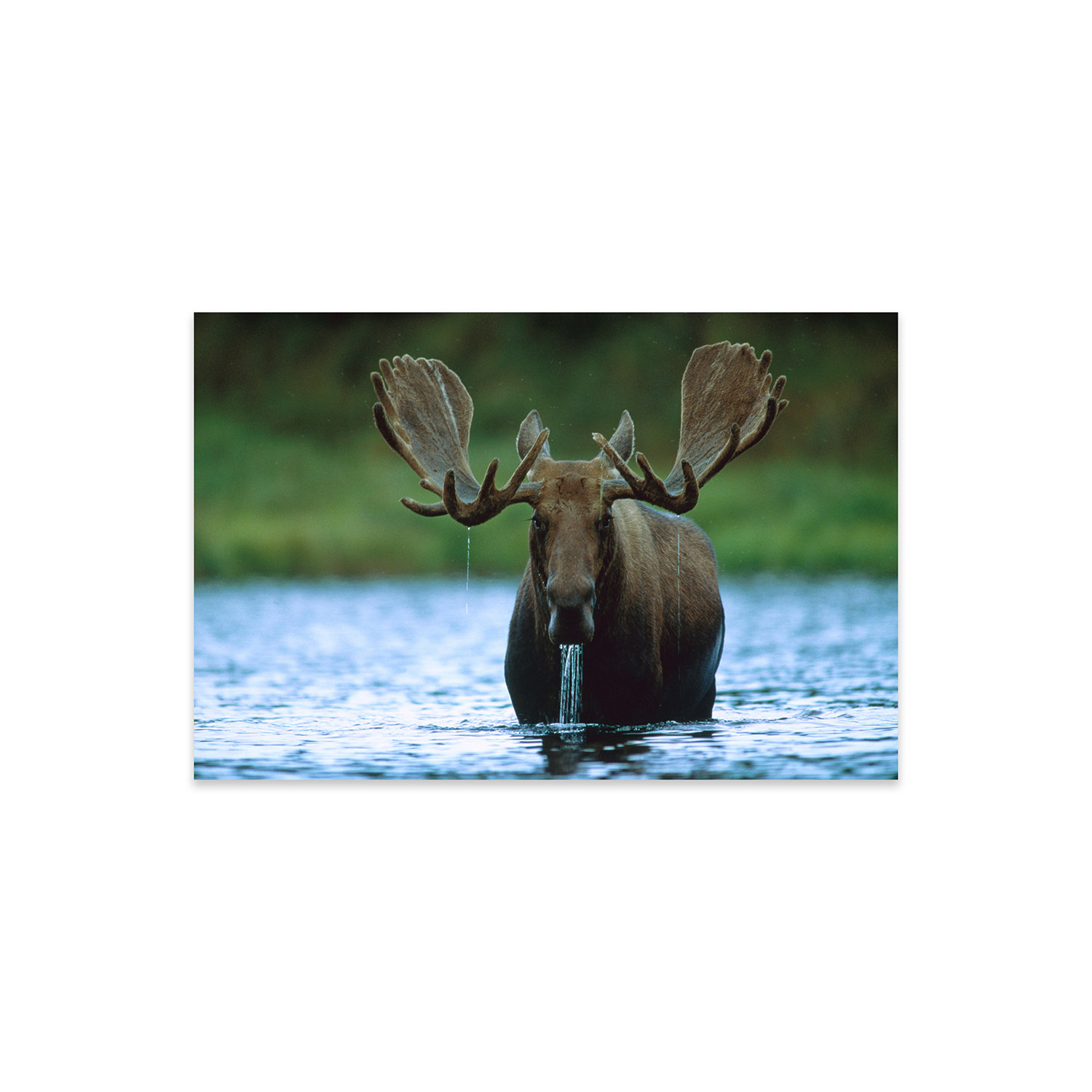 Millwood Pines Moose Male Raising Its Head While Feeding on the Bottom ...