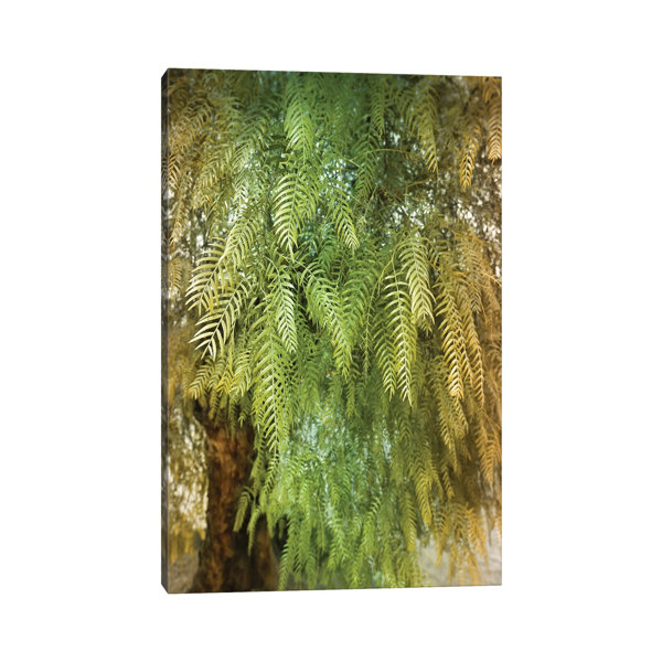 Ebern Designs Green Tree by Beli - Wrapped Canvas Art Prints | Wayfair ...