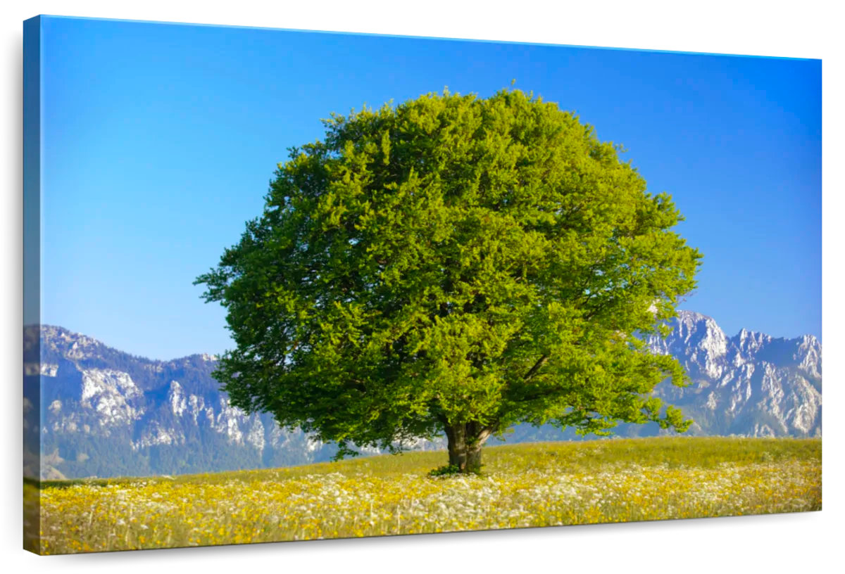 Elephant Stock Spring Beech Tree | Wayfair