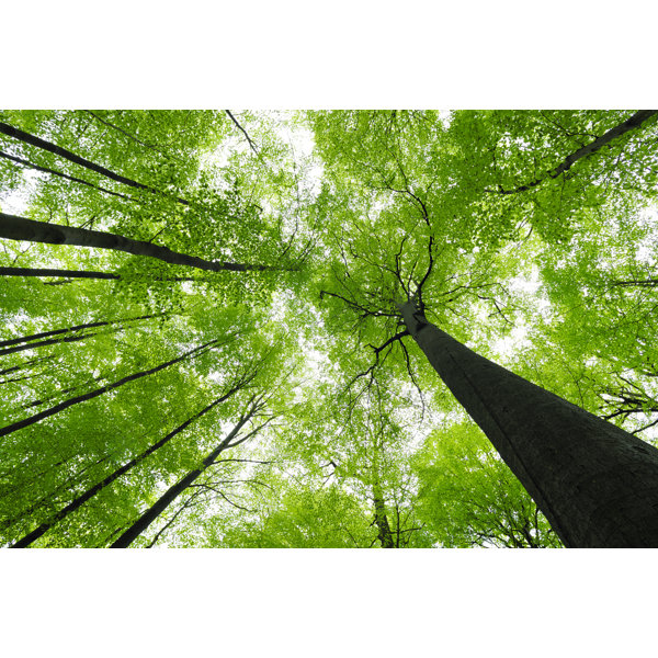 Alpen Home Lush Green Beech Tree - Wrapped Canvas Print | Wayfair.co.uk