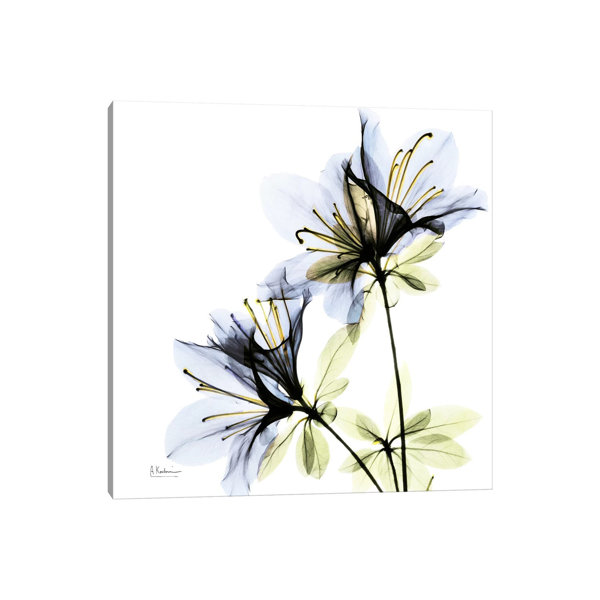 ClassicLiving Azalea I by Albert Koetsier - Wrapped Canvas Painting ...