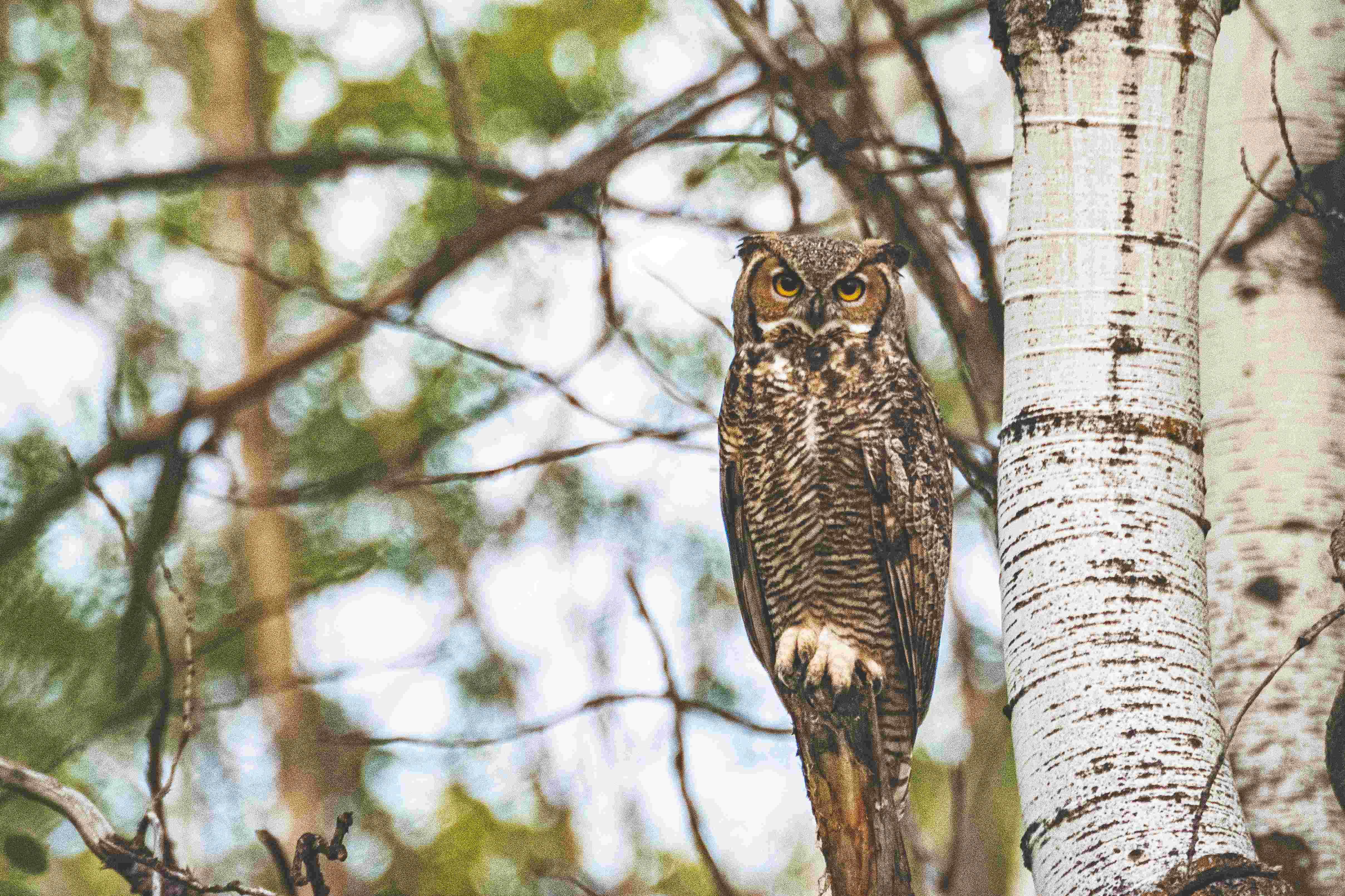 Millwood Pines Owl In Birch Tree Photography | Wayfair