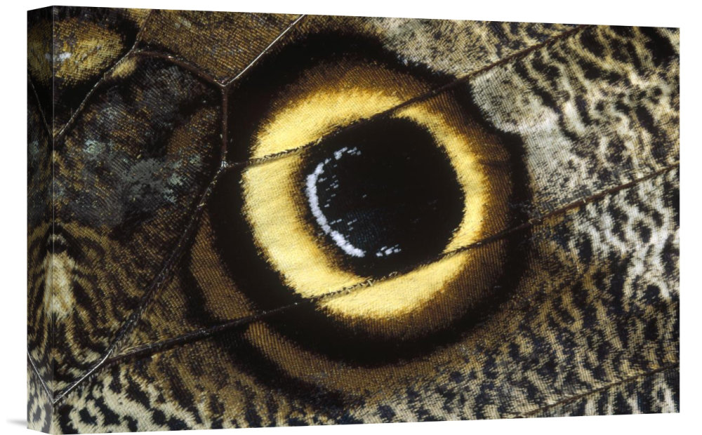 East Urban Home Germany 'Forest Giant-Owl Butterfly Wing Showing Eye ...