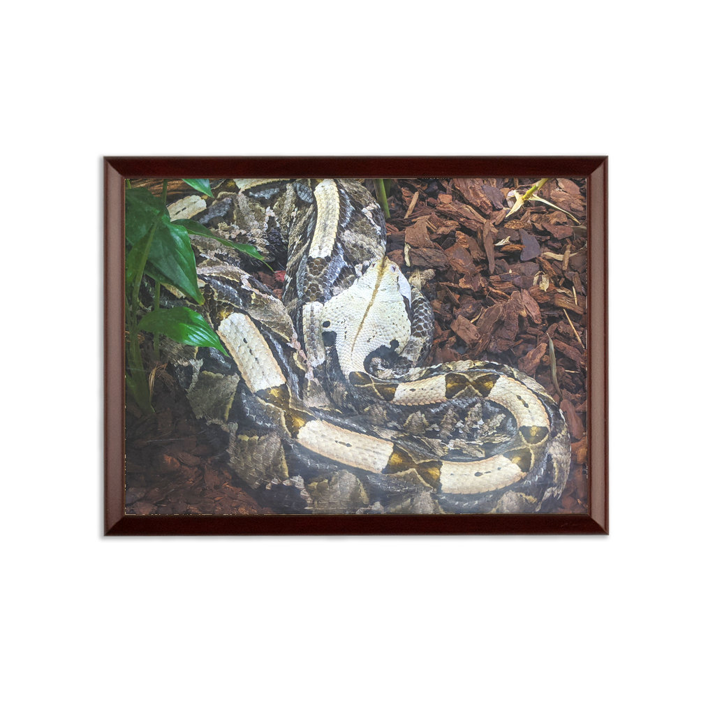 Ebern Designs White Snake Sublimation Wall Plaque - Wayfair Canada
