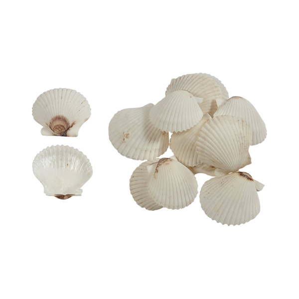 Highland Dunes 100 Florida White Scallop Shells in Bag 1.75-2.25" (Set ...