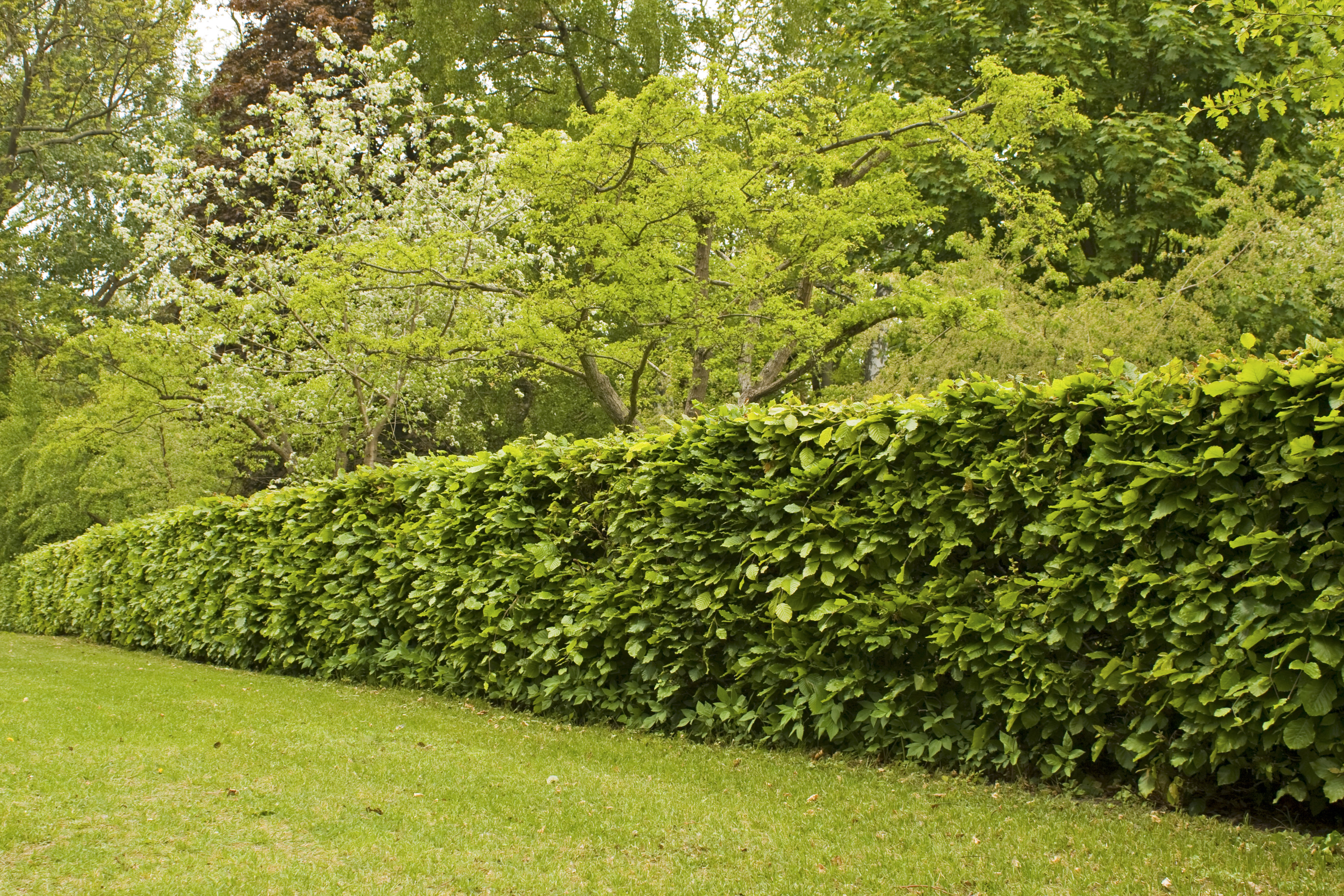 Ebern Designs Hedge in Formal Garden by Visuall2 - Wrapped Canvas ...