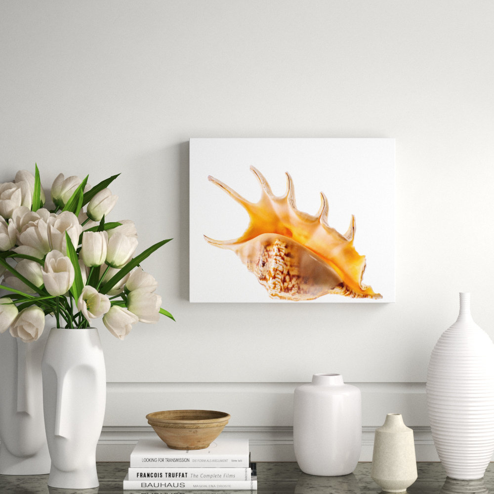 DecorumBY Spider Conch Shell - Photograph - Wayfair Canada