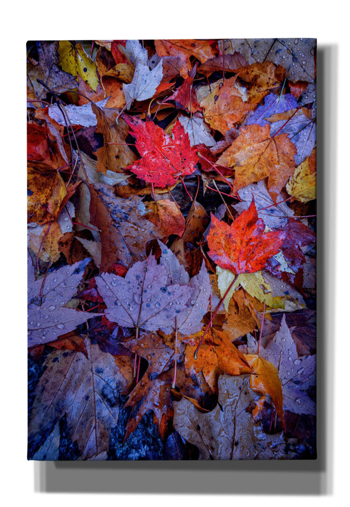 Epic Graffiti 'Wet Leaves' by Rick Berk Canvas Wall Art, 18" x 26 ...