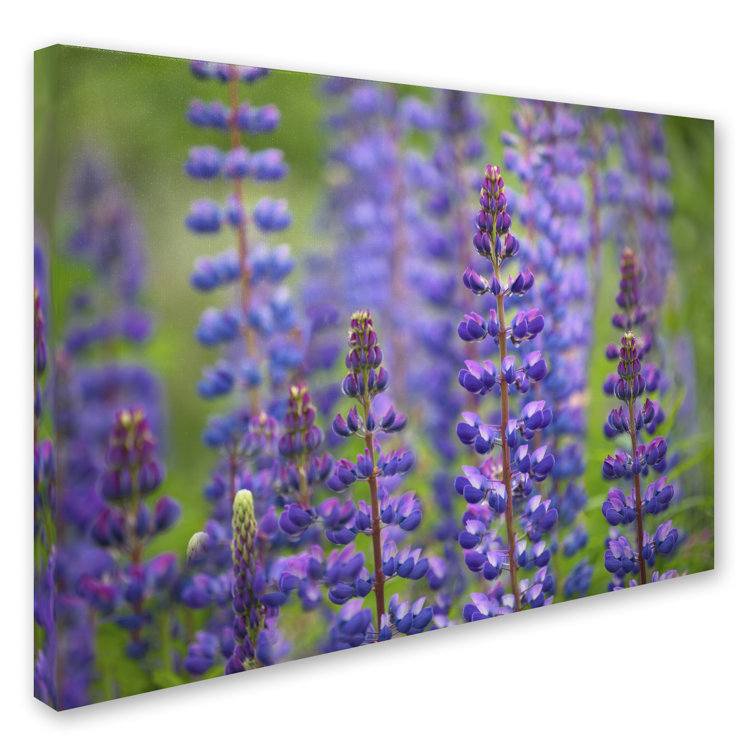 Ebern Designs Blue Lupine Flowers On Canvas by Cora Niele Print | Wayfair