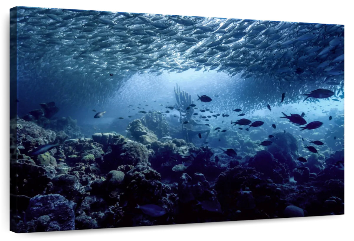 Breakwater Bay Aletra Coral Reefs At Night - Wayfair Canada