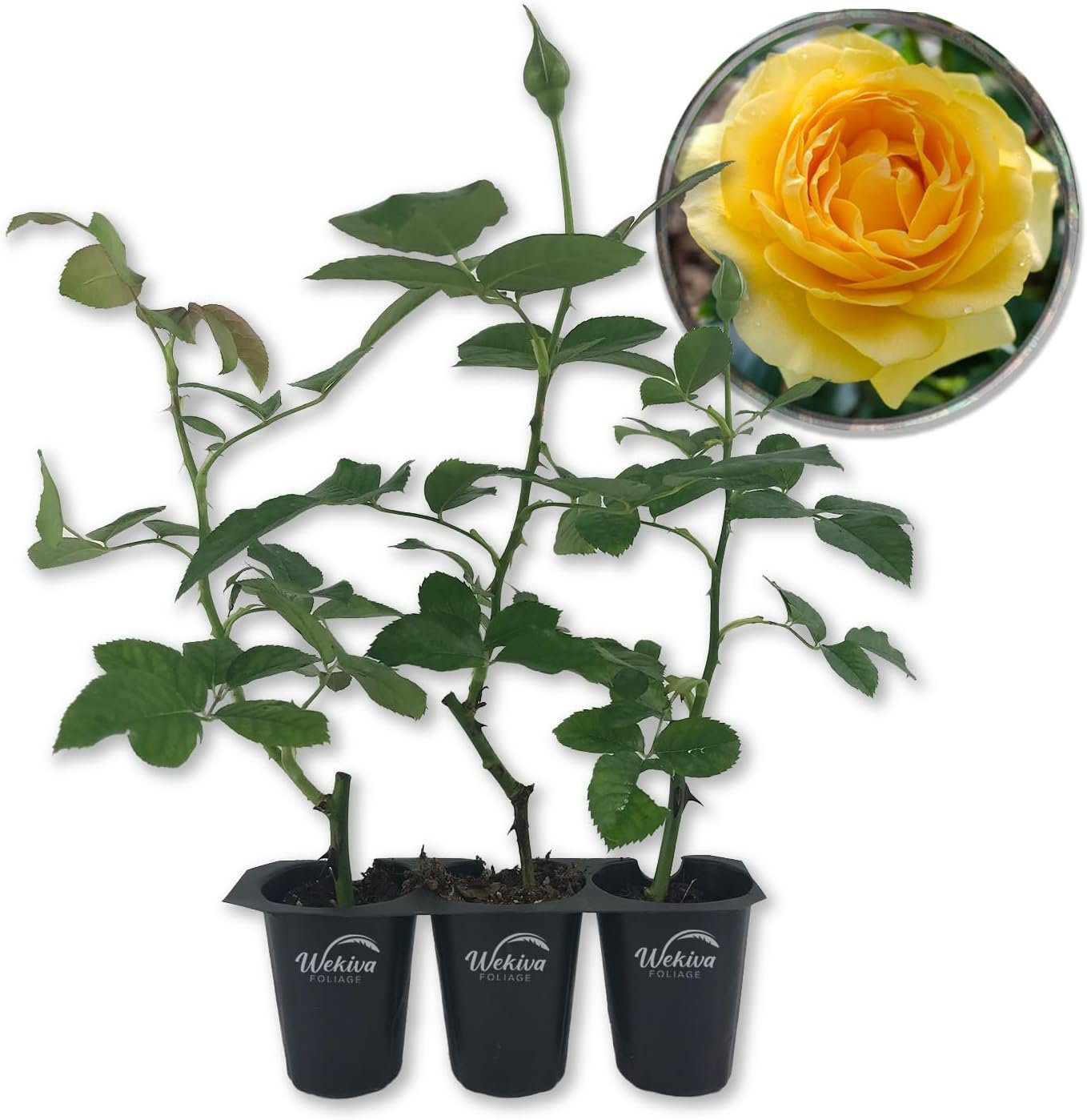 Wekiva Foliage LLC Julia Child Rose Bush - 3 Live Starter Plants in 2 ...