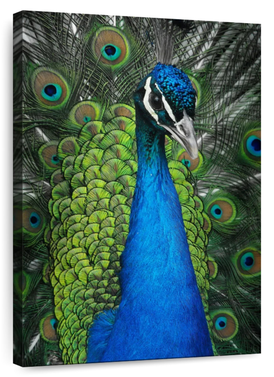 Winston Porter Wild Blue Peacock - Wayfair Canada