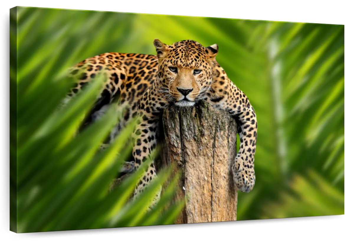 Ebern Designs Brampt Jungle Leopard | Wayfair