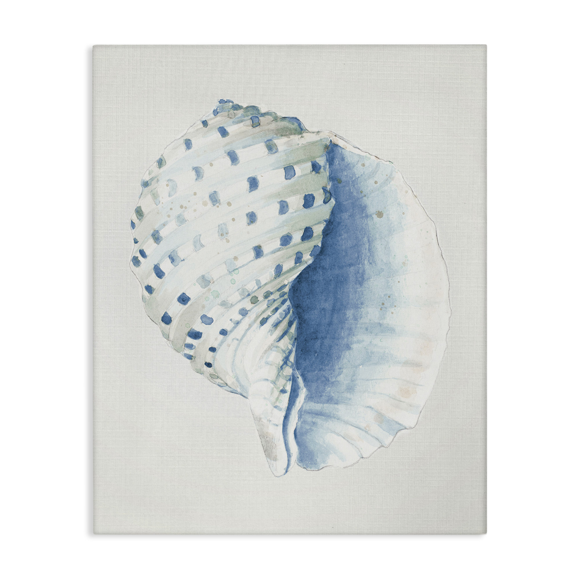 Dovecove Spotted Conch Shell Canvas Wall Art by Patricia Pinto | Wayfair