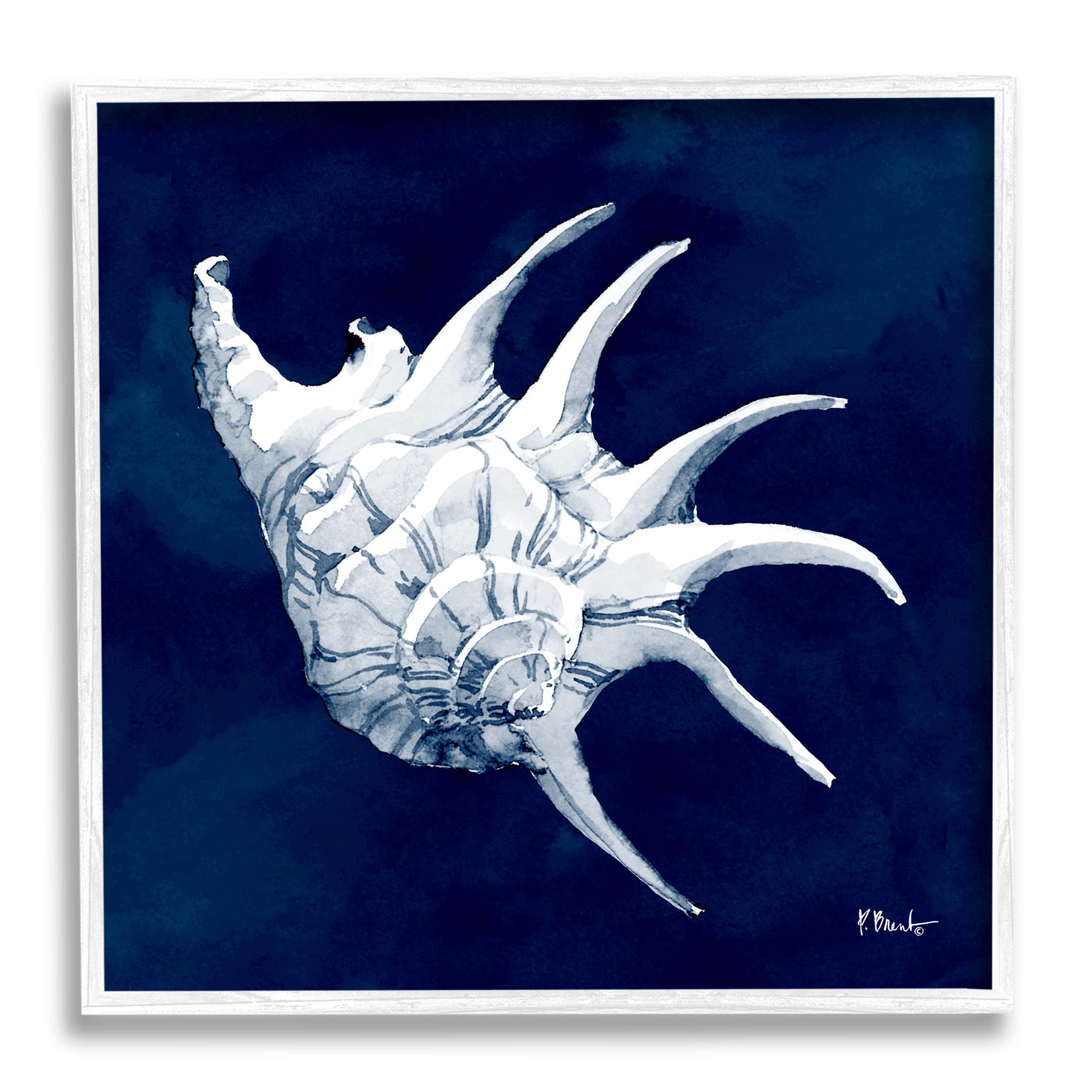Highland Dunes Cyanotype Shells Traditional Conch by Paul Brent ...