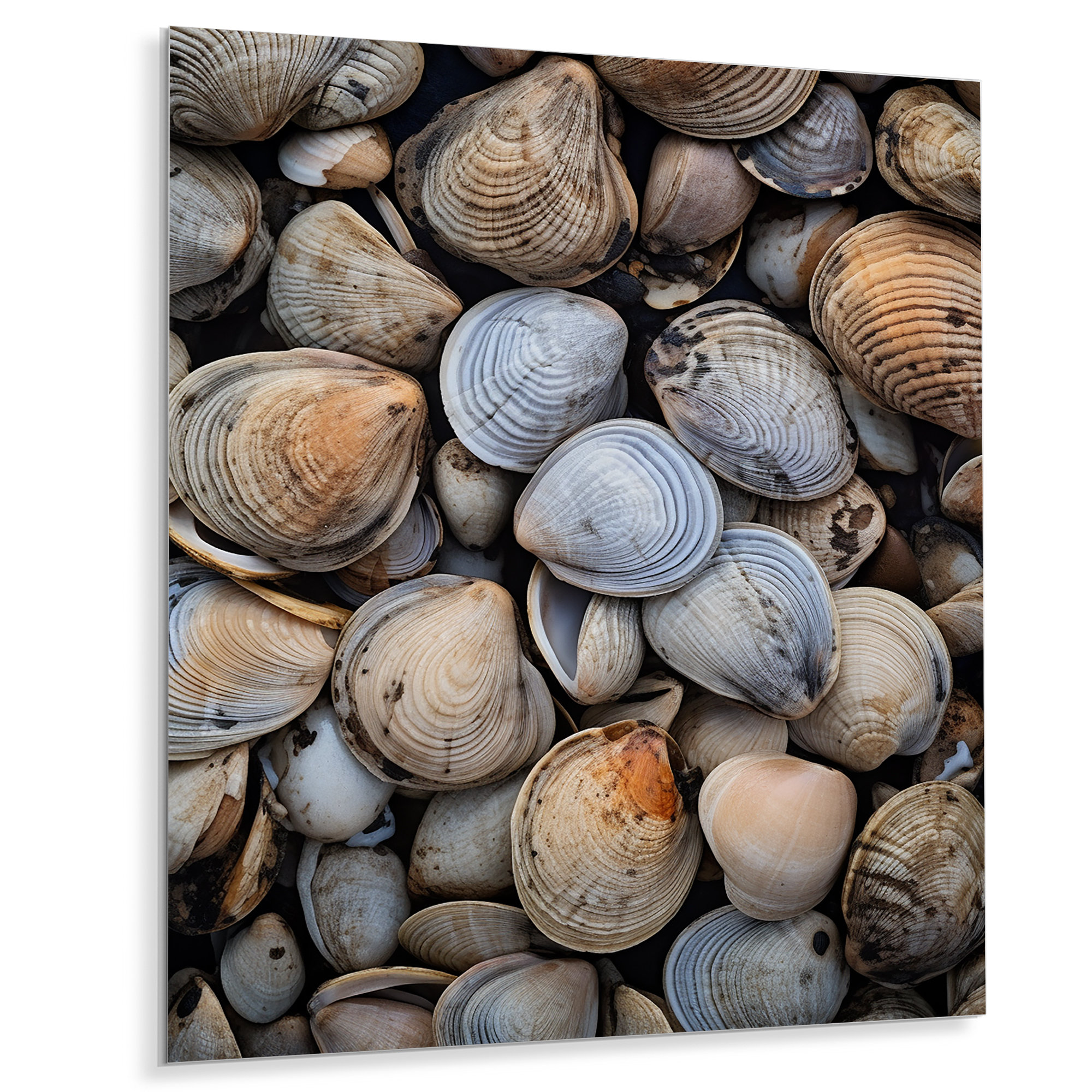 Highland Dunes Grey Clam Coastal Harmony IV - Clam Metal Wall Art ...