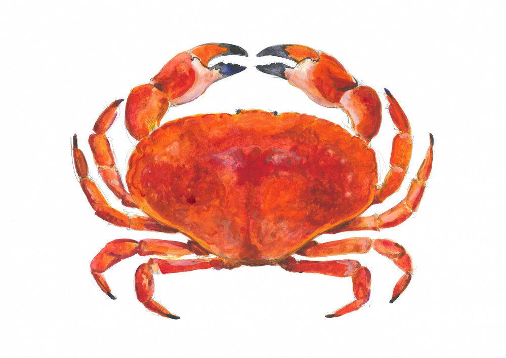 Beachcrest Home Realistic Red Crab | Wayfair.co.uk