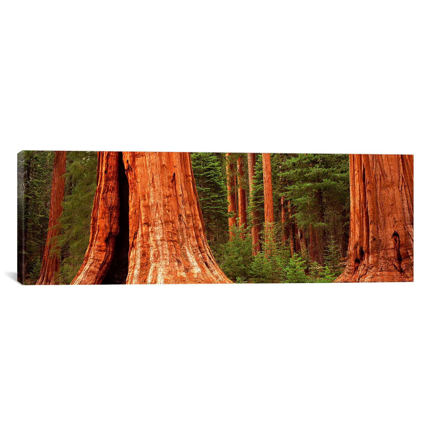 East Urban Home Giant sequoia trees in a forest, California, USA ...