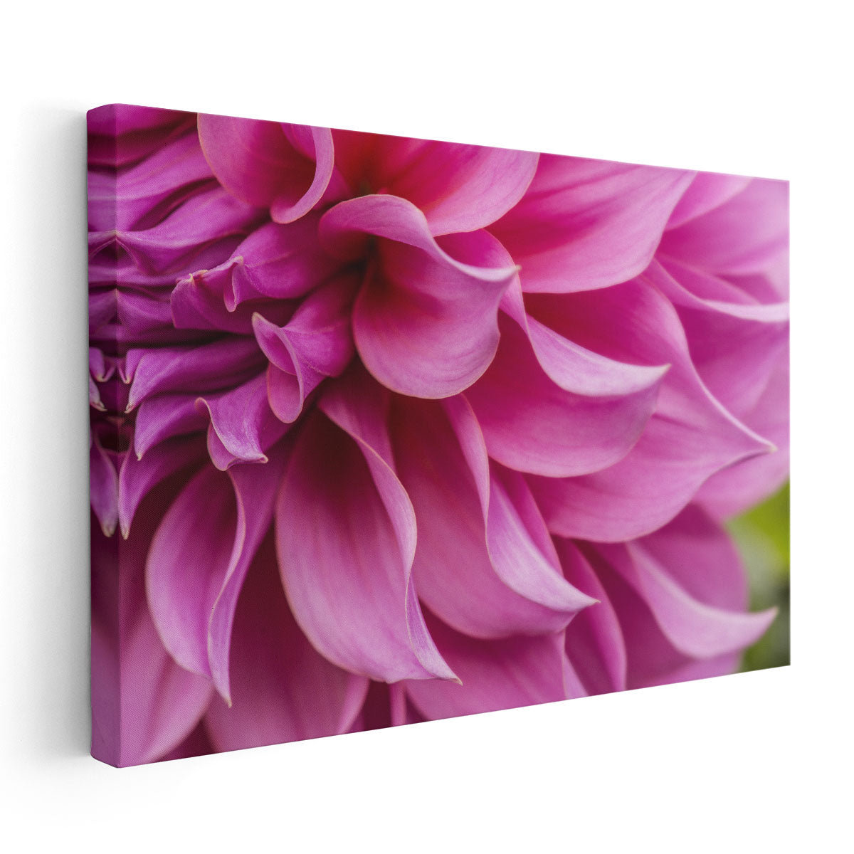 Hokku Designs Close-Up of Pink Flower - Canvas Print Wall Art | Wayfair