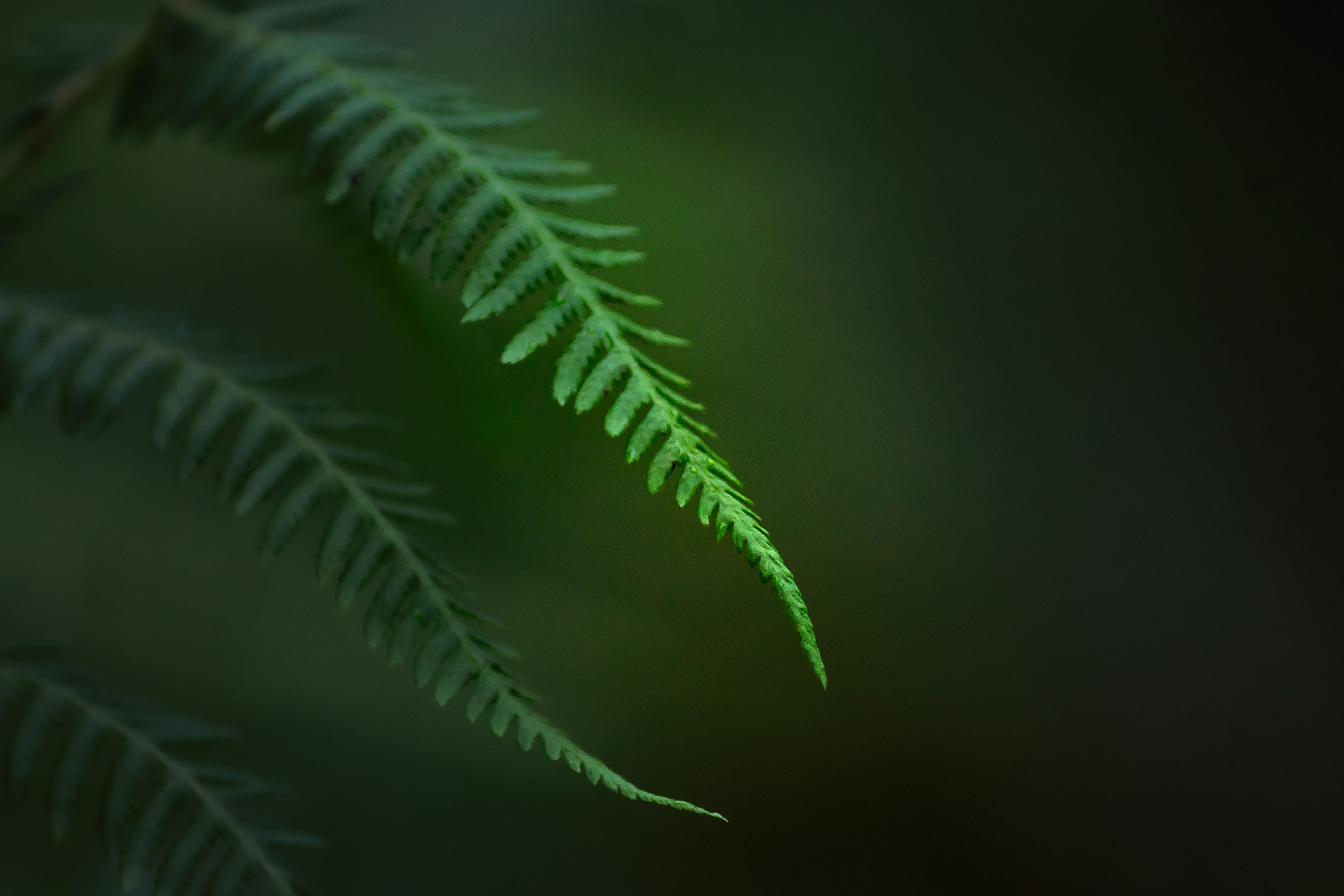 Gracie Oaks Fern Macro Shot - Wrapped Canvas Photograph | Wayfair