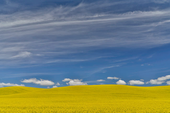 Ebern Designs Canola Field In Full Bloom Palouse Country Of Eastern ...