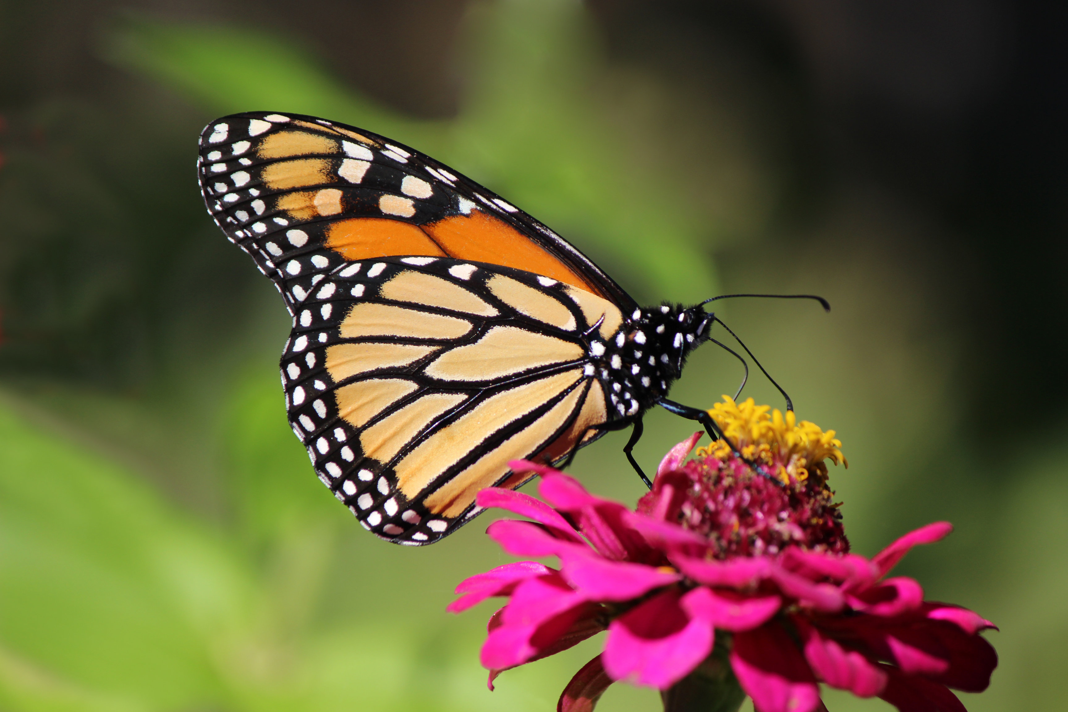 Hokku Designs Floresreyes Monarch Butterfly On Canvas by Merrilyanne ...