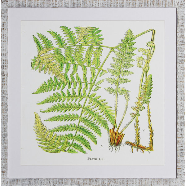 ShadowCatchersArt Brilliant Fern I On Canvas Print - Wayfair Canada
