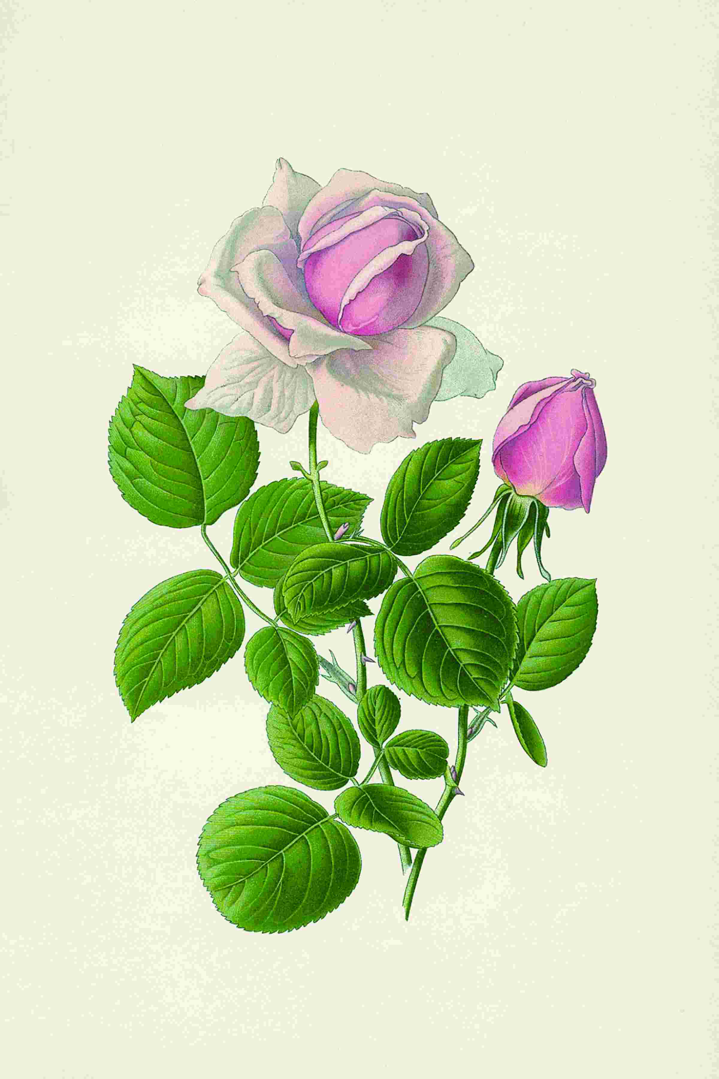 House of Hampton Vintage Tea Rose Drawing - Wayfair Canada