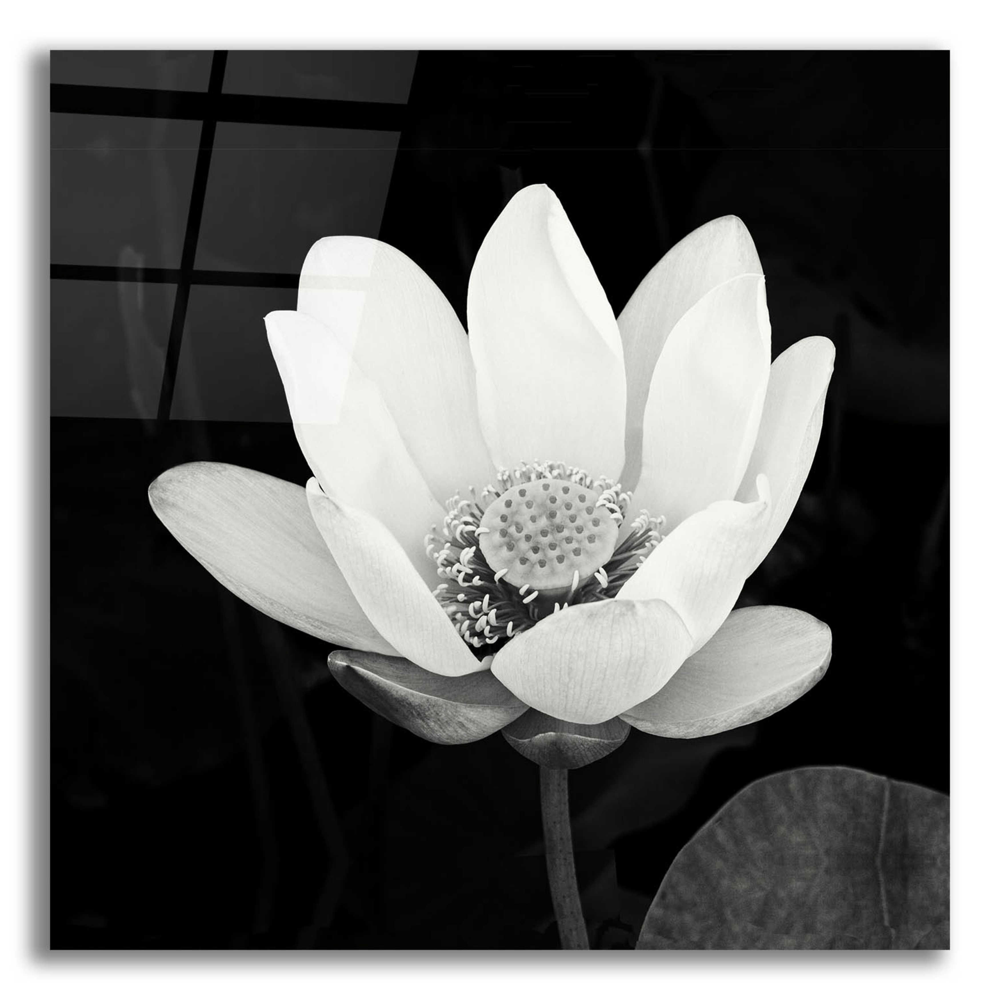 Latitude Run® Lotus Flower I by Debra Van Swearingen - Unframed ...