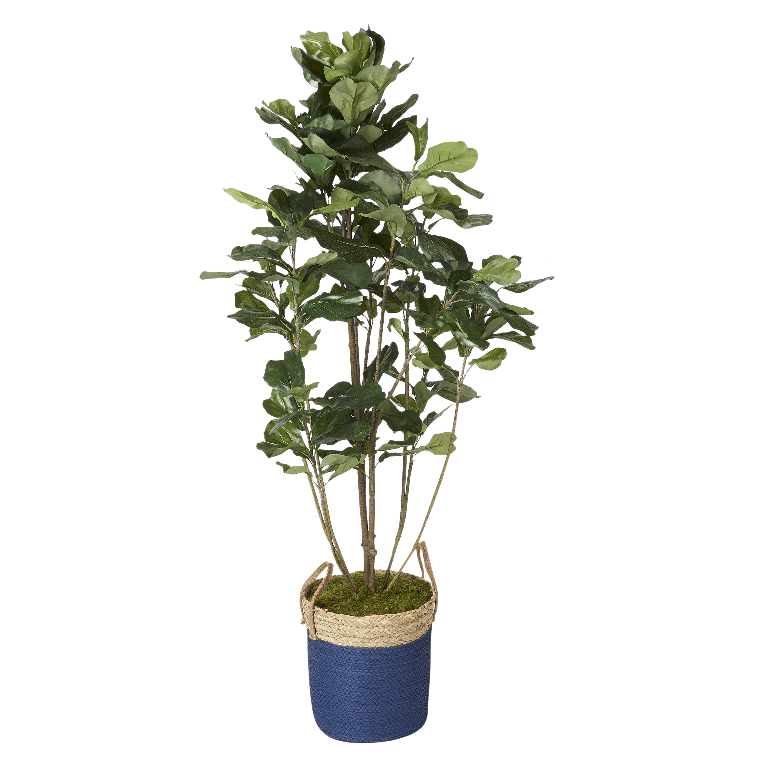Primrue 6' Fiddle Leaf Fig Tree In Round Two-toned Basket | Wayfair