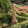 Design Toscano Gigi The Garden Giraffe Statue & Reviews | Wayfair