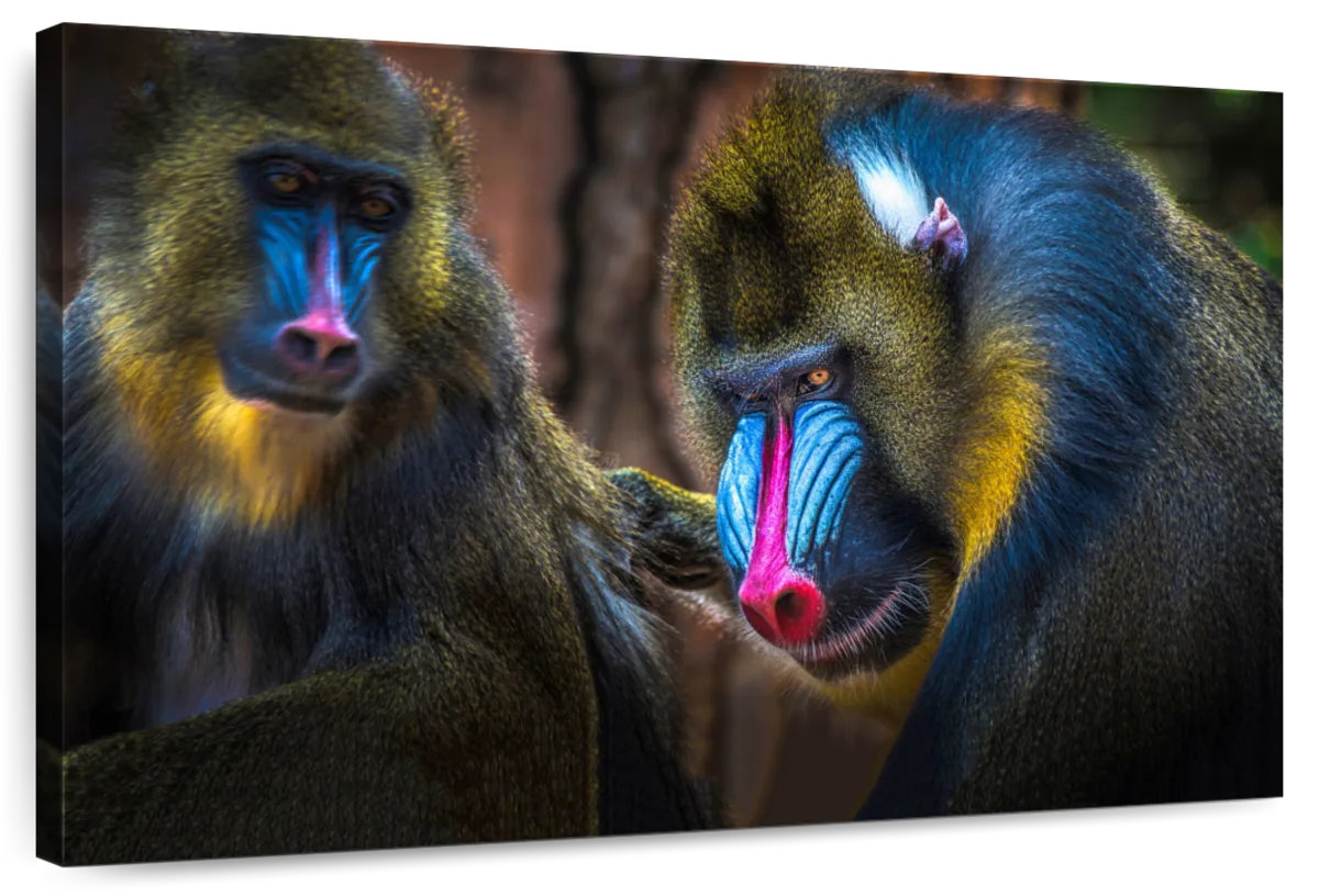 Trinx Two Mandrill Monkeys | Wayfair