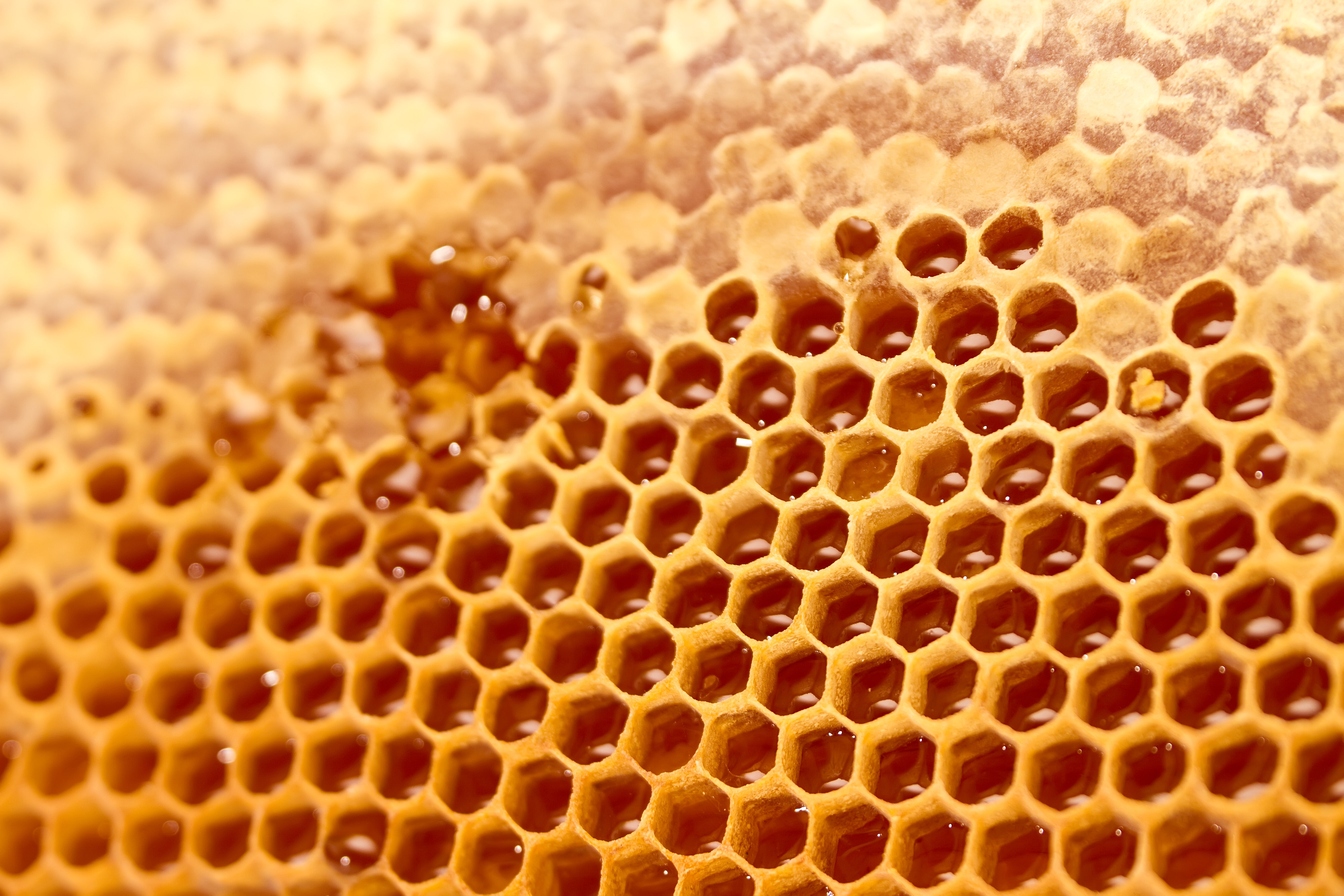 Hokku Designs Fontelle Honeycomb by Jordan_Rusev | Wayfair