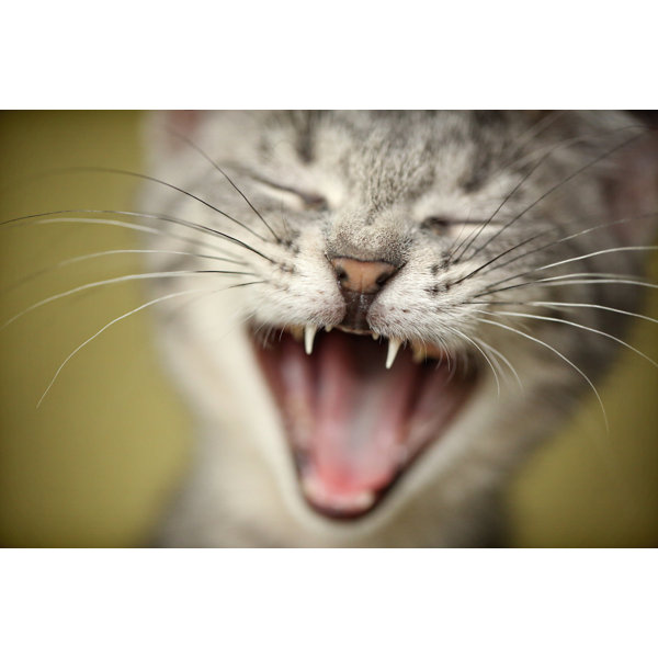 17 Stories Silly kitten face | Wayfair.co.uk