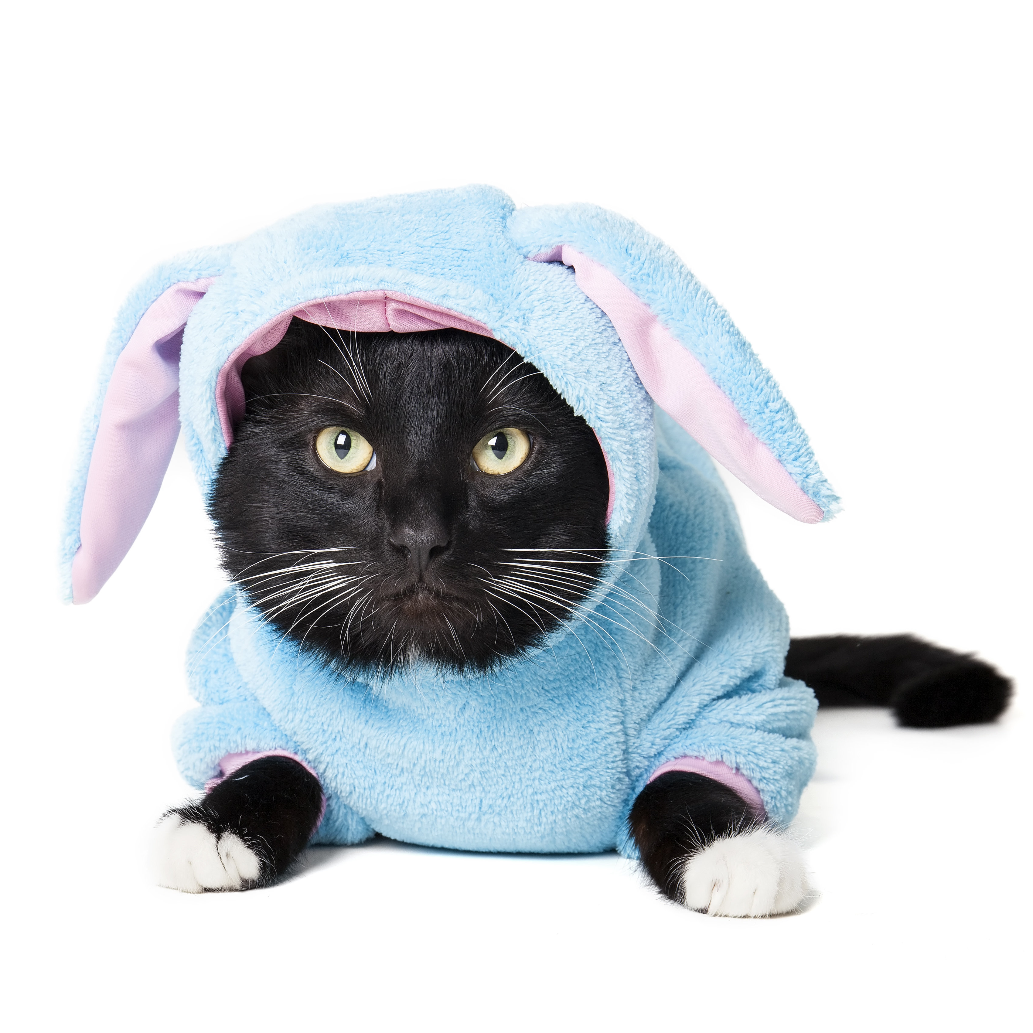 Winston Porter Keymya Black Cat In A Bunny Suit On Canvas by ...