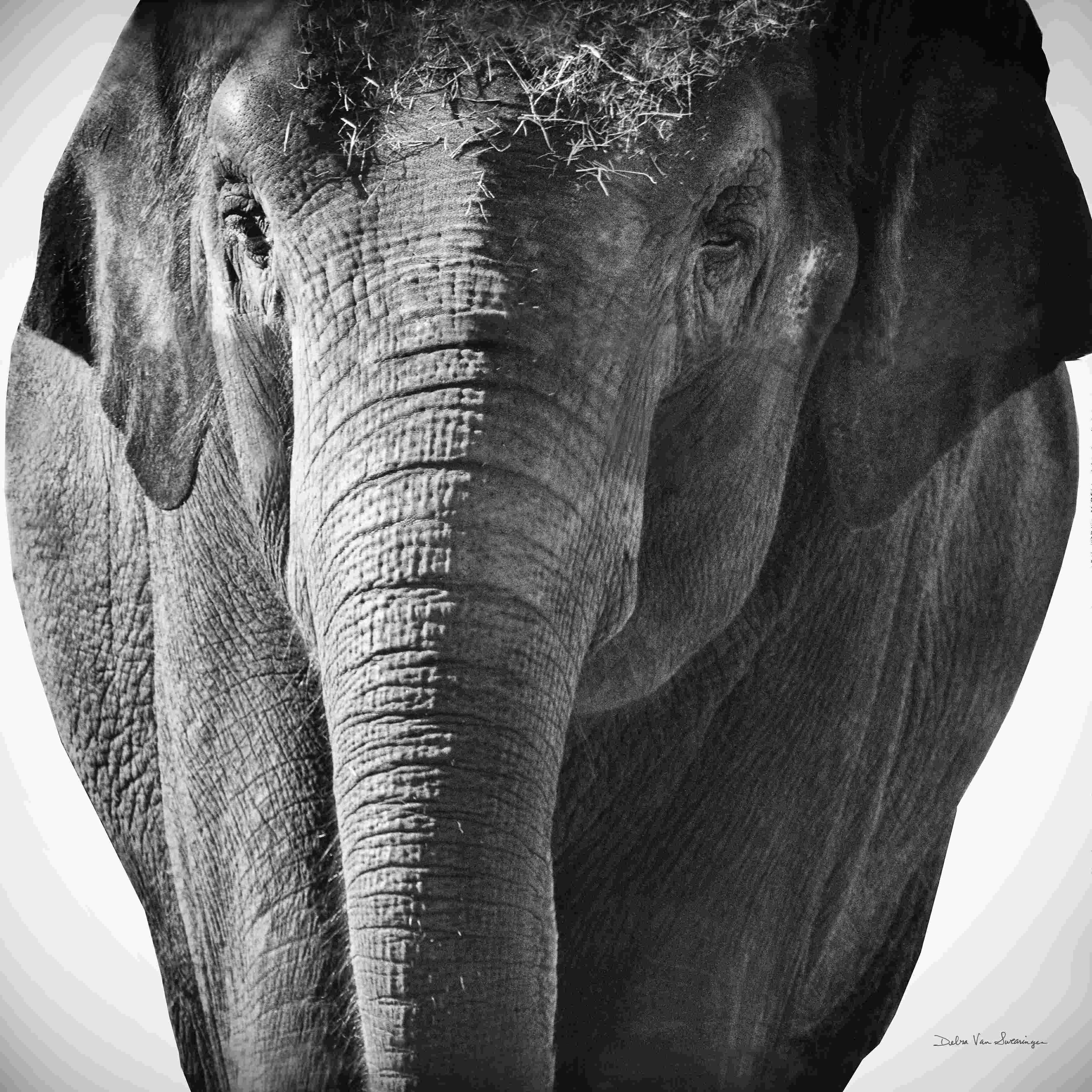 Latitude Run® Elephant I No Border - Wrapped Canvas Photograph | Wayfair