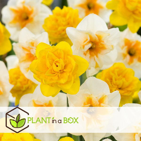 Plant in a Box Daffodil Bulbs - Narcissus - Double flowers - mix of 60 ...