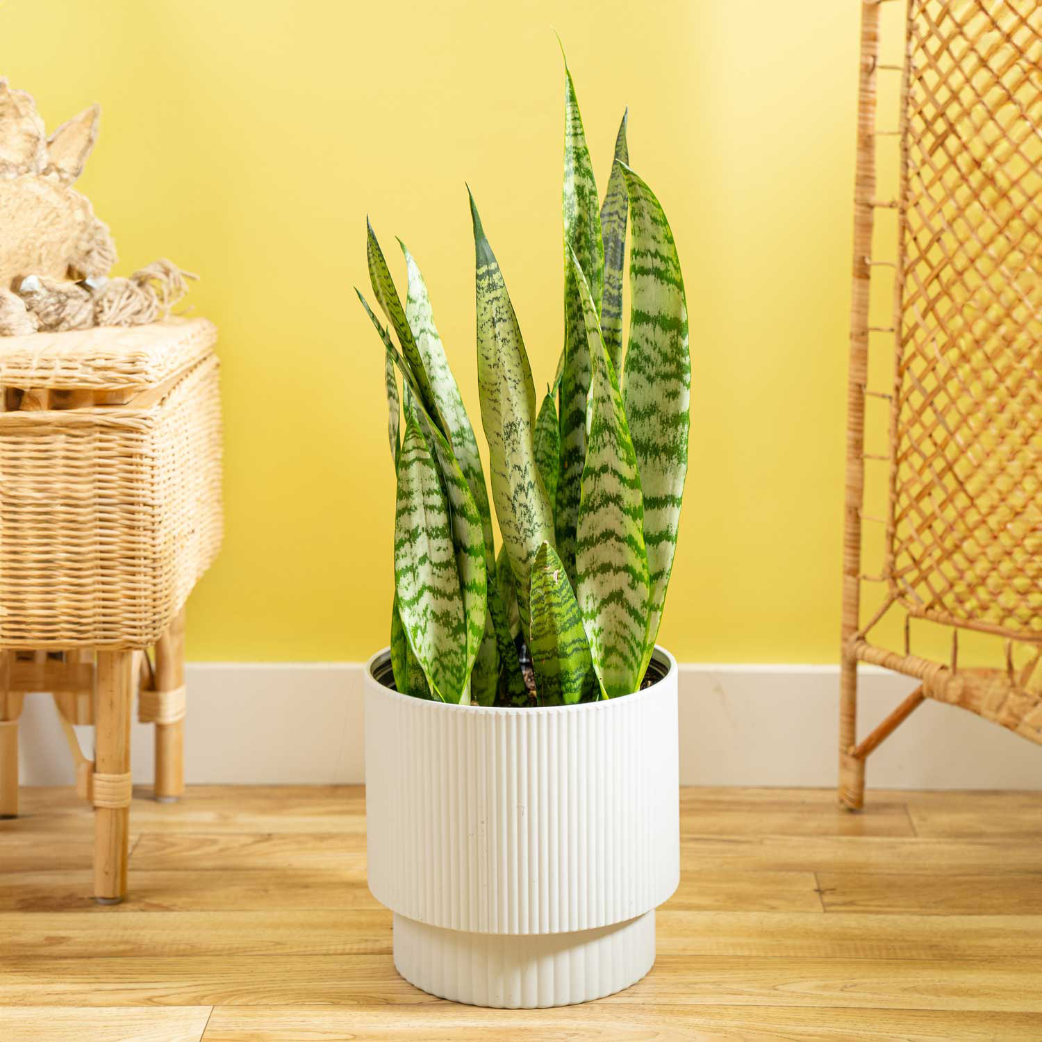 Costa Farms Indoor Snake Plant Sansevieria Zeylanica House Plant in 10 ...