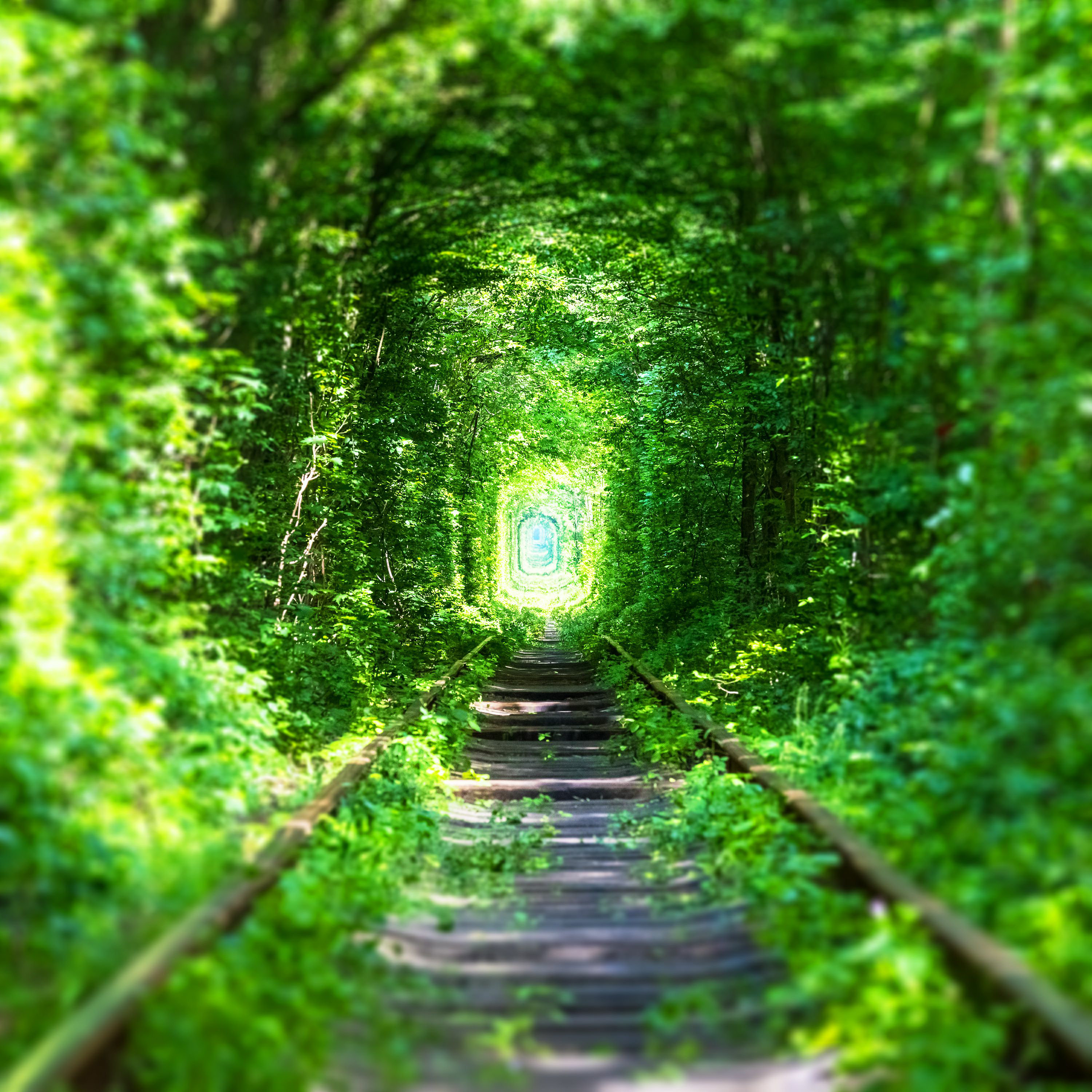 Winston Porter Railway Track in Forest - Wrapped Canvas Photograph ...
