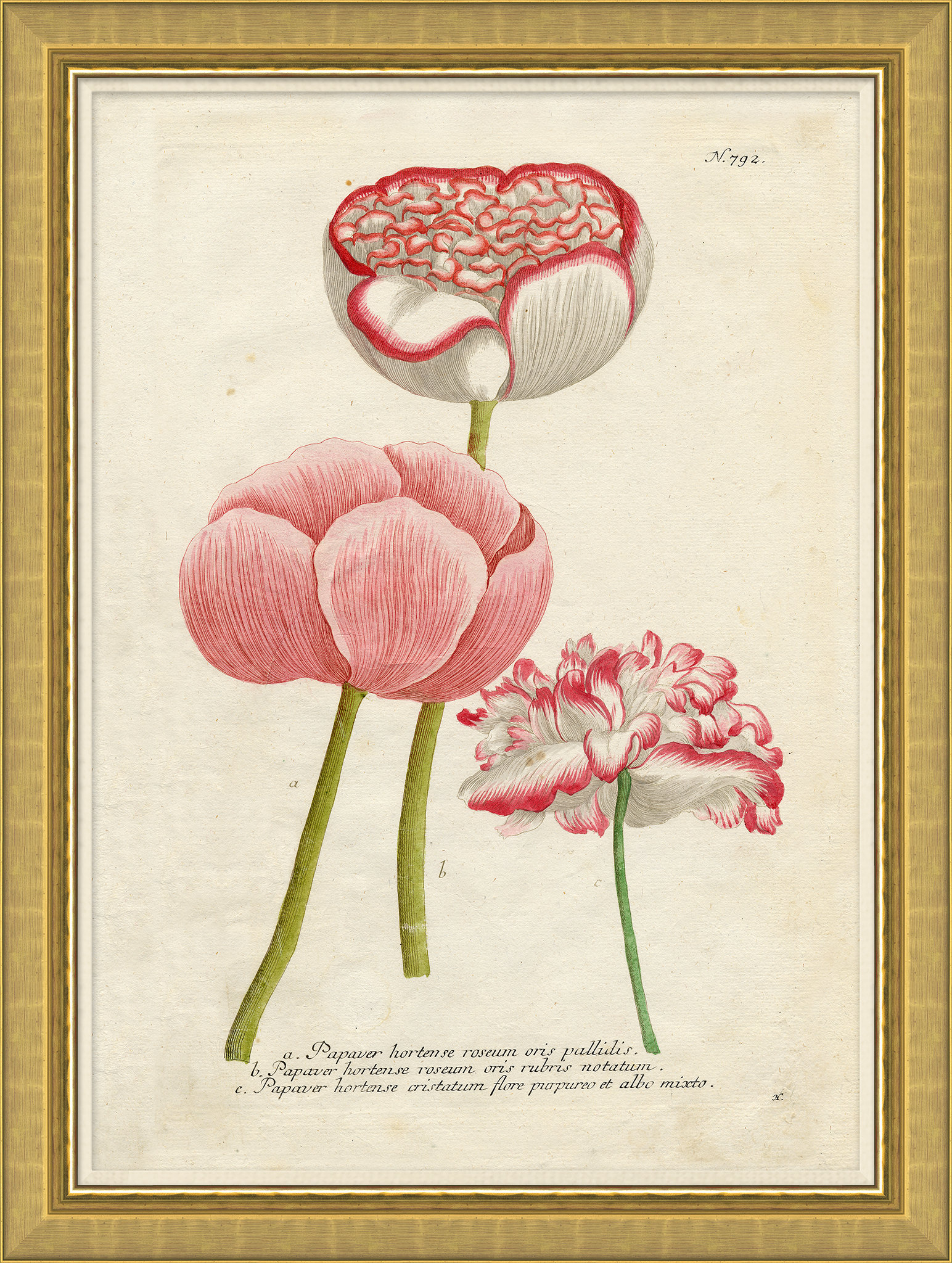 Soicher Marin Flora in Pink 4 - Picture Frame Painting on Paper | Wayfair