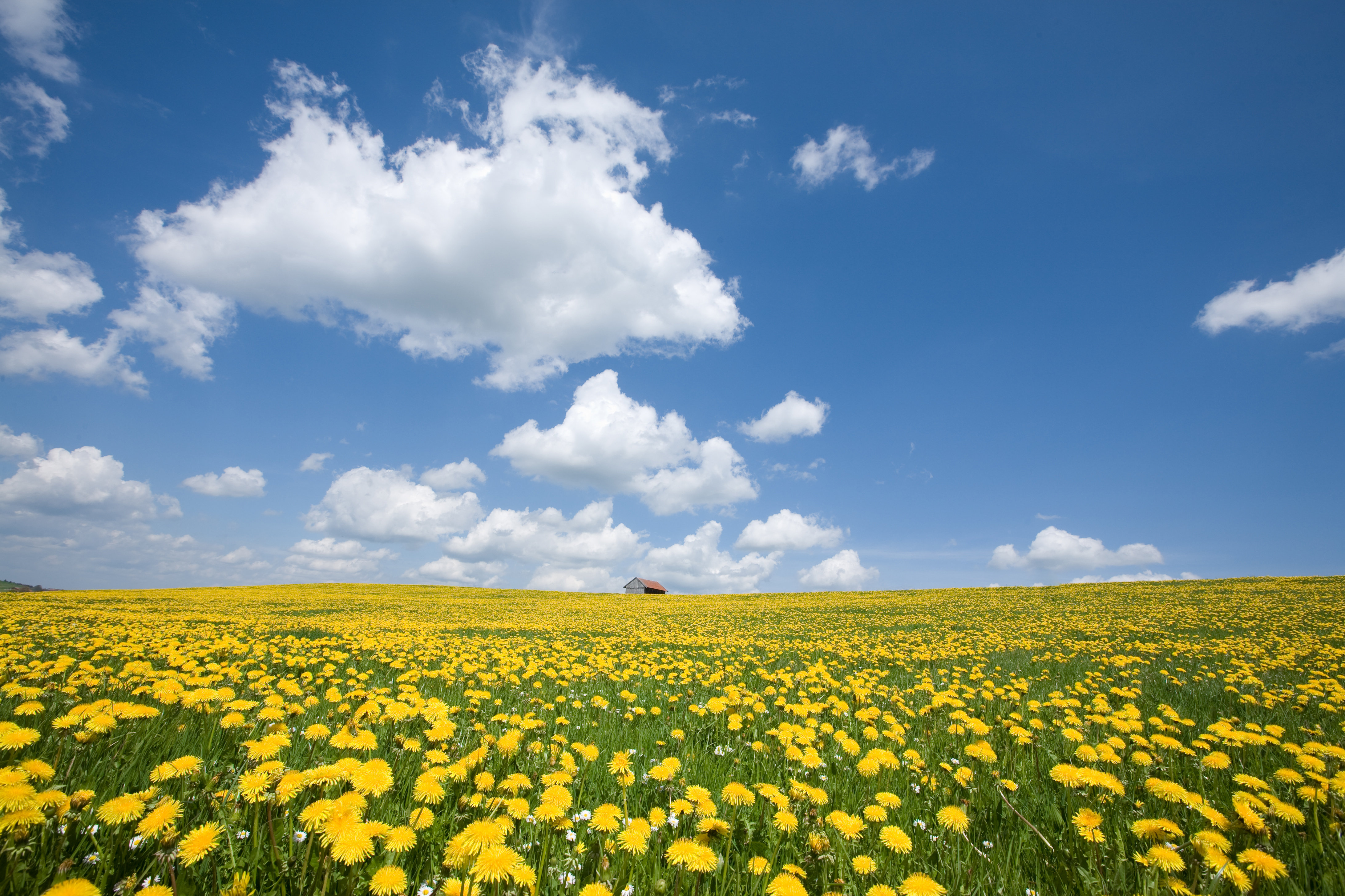Ebern Designs Bavarian Summer Meadow by Wingmar | Wayfair